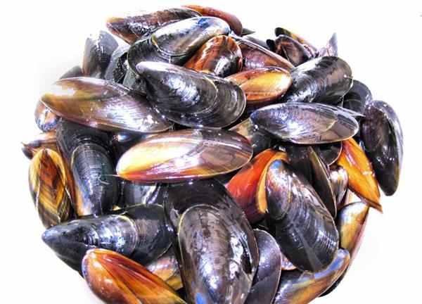 Mussels In Creamy Sauce | Recipe | Cuisine Fiend
