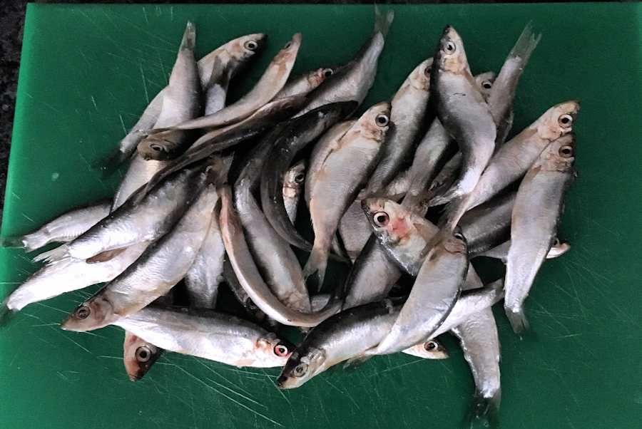 Sprats | Recipe | Cuisine Fiend