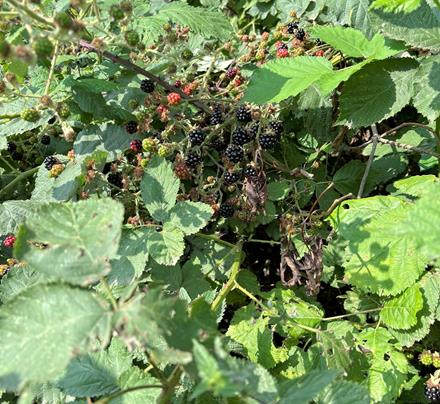 Bramble Crumble | Recipe | Cuisine Fiend