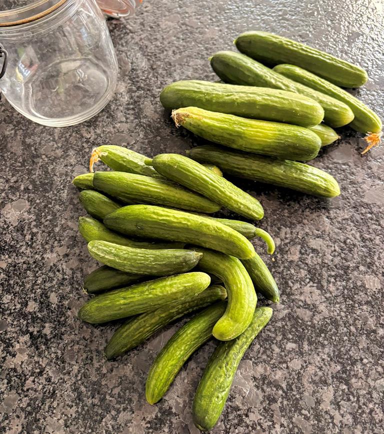 Crunchy Fermented Cucumbers | Recipe | Cuisine Fiend